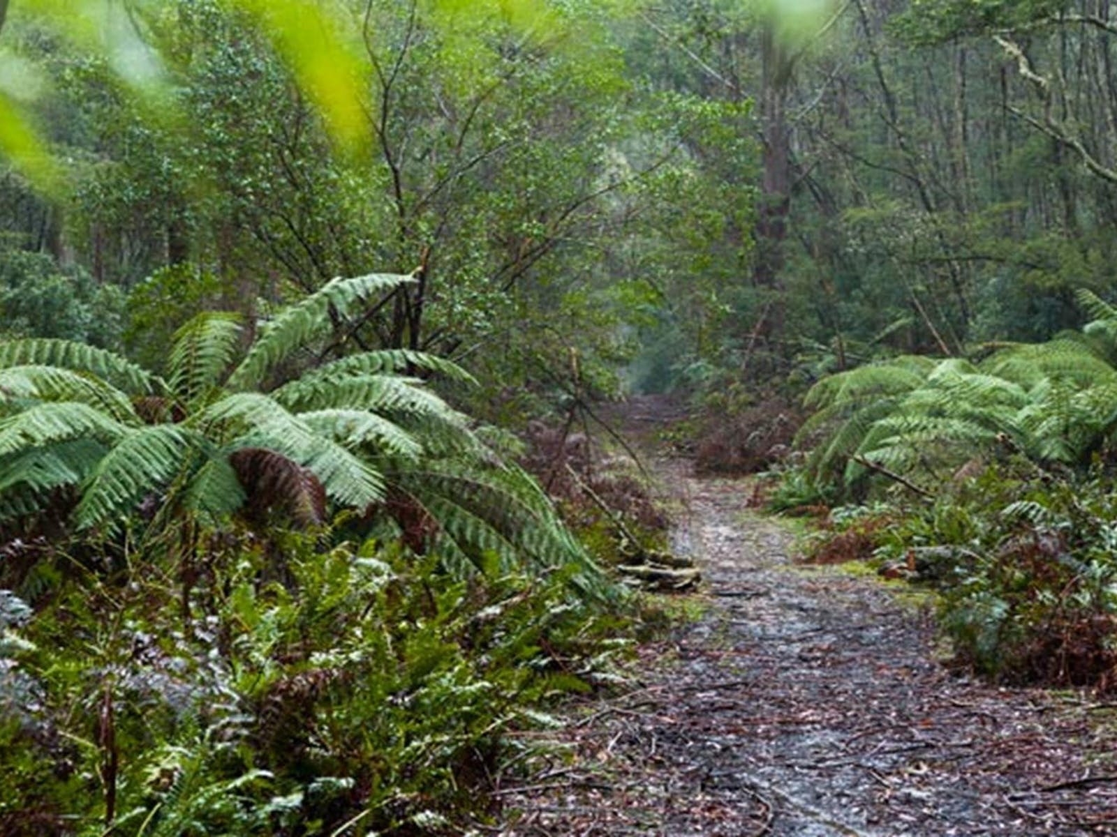 Monga National Park | Queanbeyan Palerang