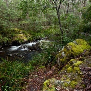 Monga National Park | Queanbeyan Palerang