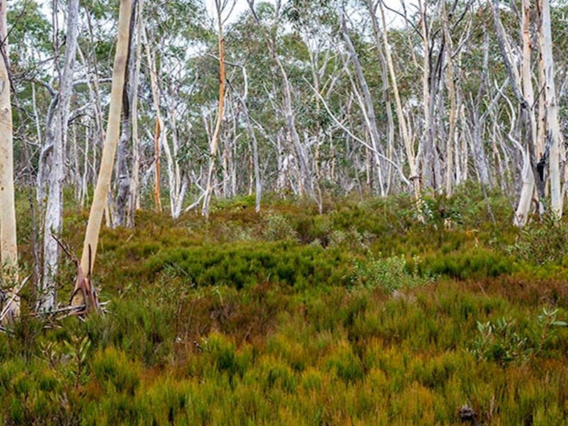 Wog Wog campground | Queanbeyan Palerang